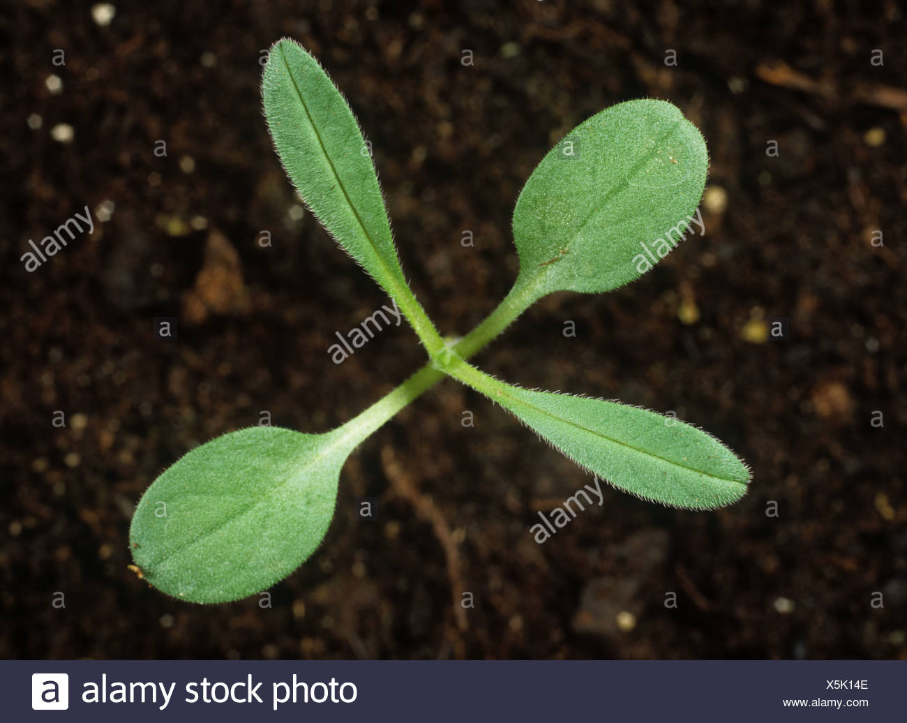 Buglossoides Arvensis High Resolution Stock Photography and Images - Alamy