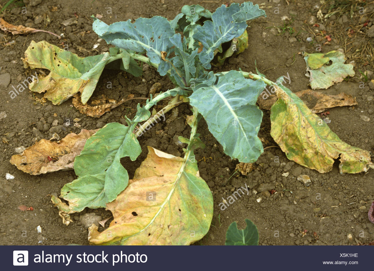 Wilted Plant High Resolution Stock Photography and Images - Alamy
