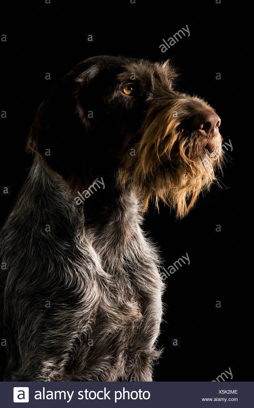 German Wirehaired Dog High Resolution Stock Photography and Images - Alamy