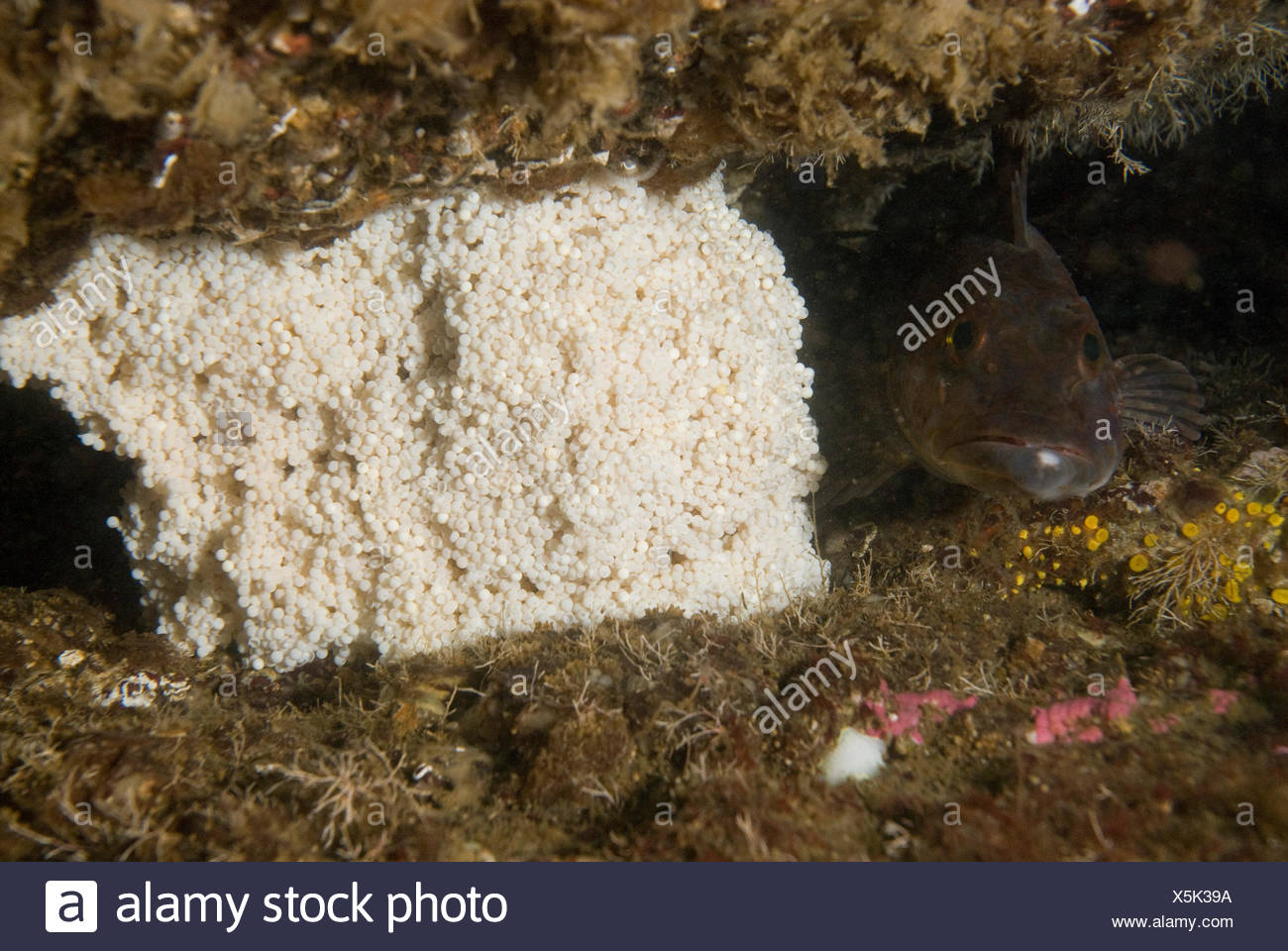 Ling Cod High Resolution Stock Photography and Images - Alamy