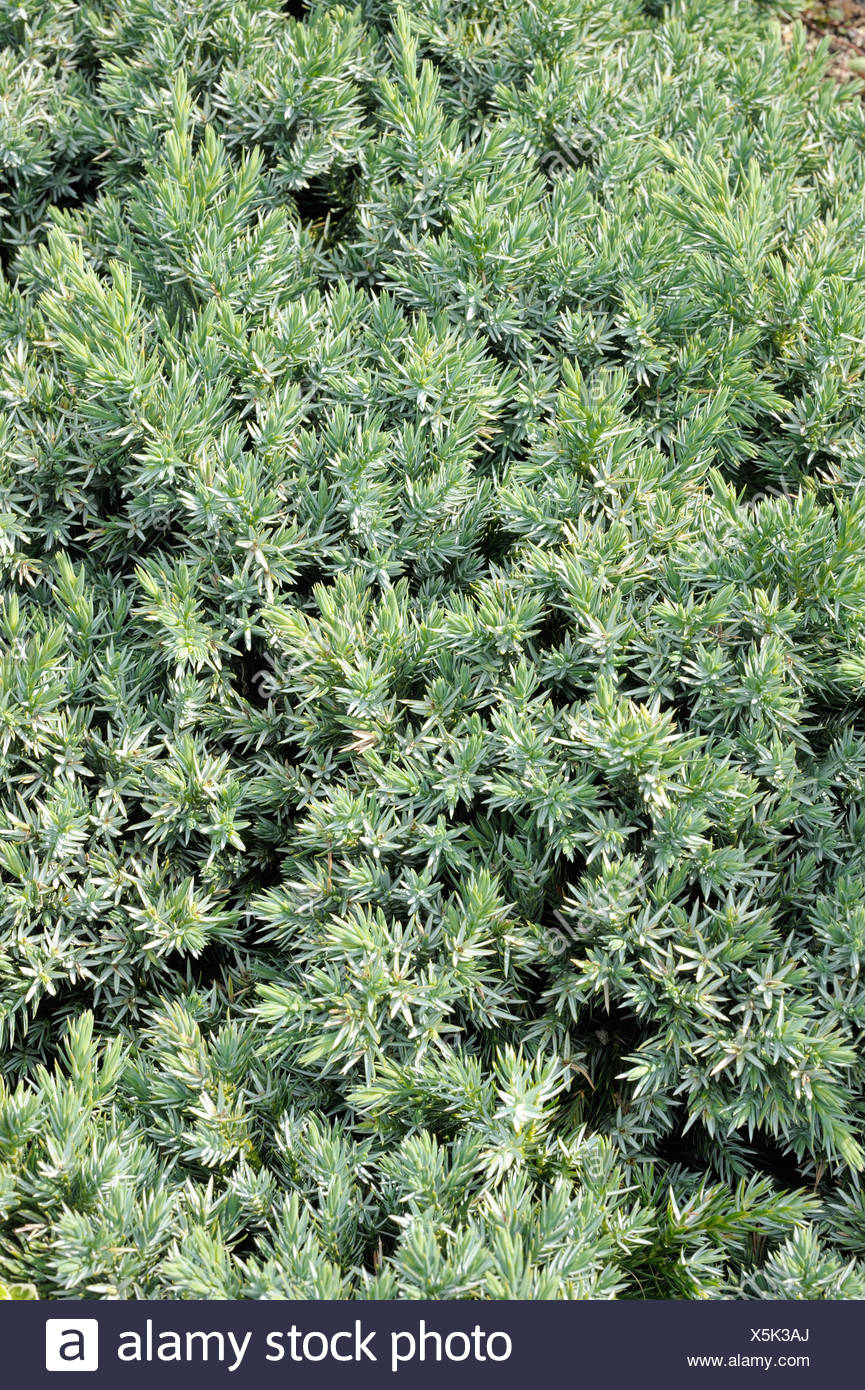 Prostrate Juniper Stock Photos & Prostrate Juniper Stock Images - Alamy