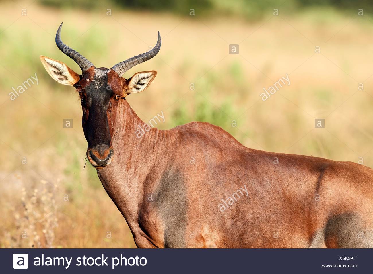 Topi Plains High Resolution Stock Photography and Images - Alamy