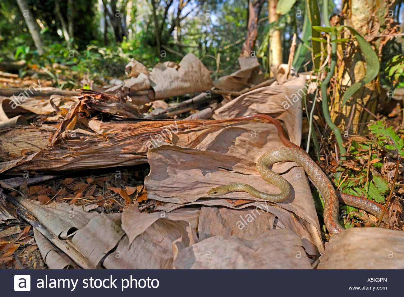 Night Of The Creeps High Resolution Stock Photography and Images - Alamy
