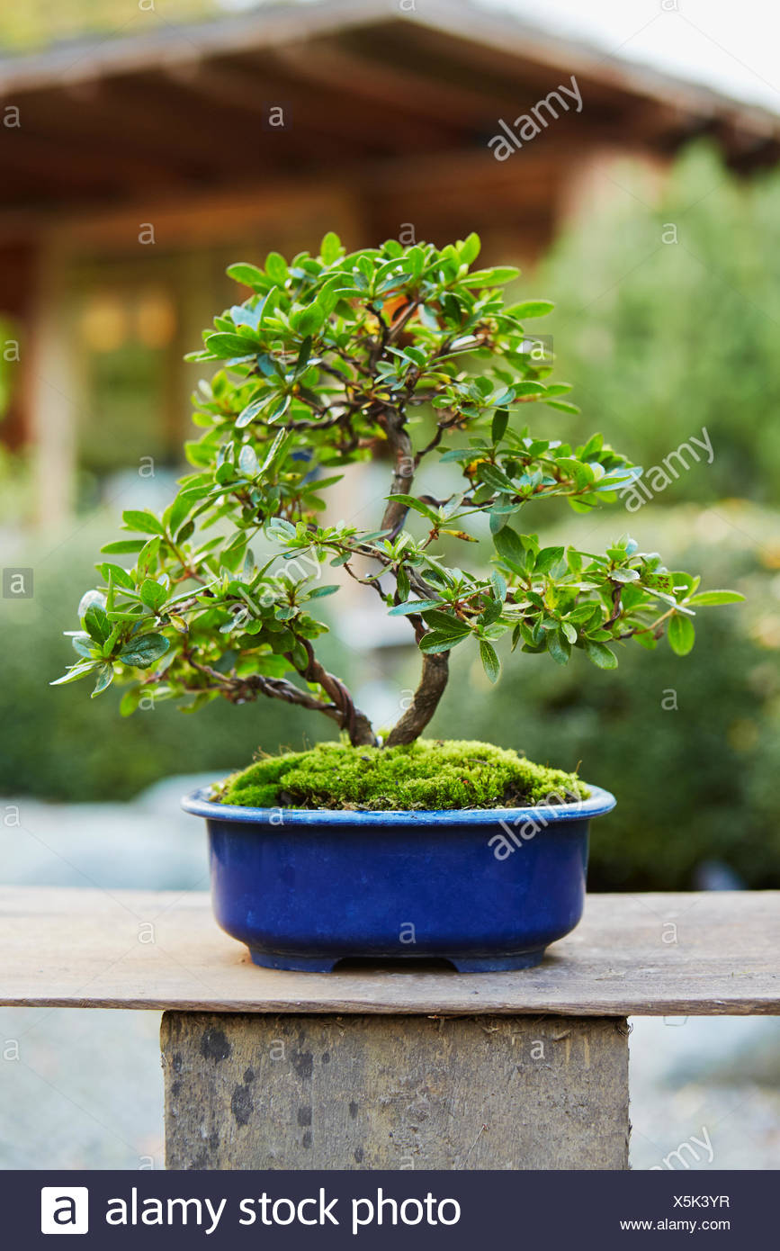 Rhododendron Bonsai High Resolution Stock Photography and Images - Alamy
