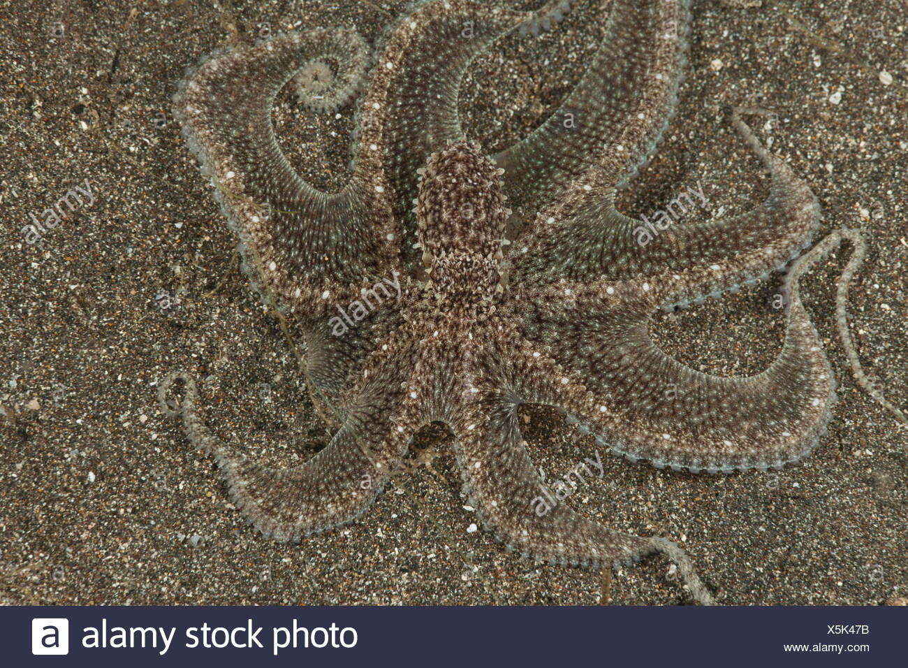 Octopus Camouflage High Resolution Stock Photography and Images - Alamy