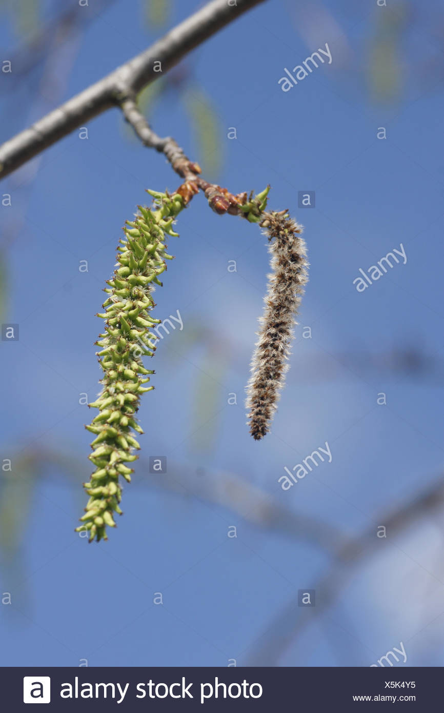 With Aspen Seeds High Resolution Stock Photography and Images - Alamy