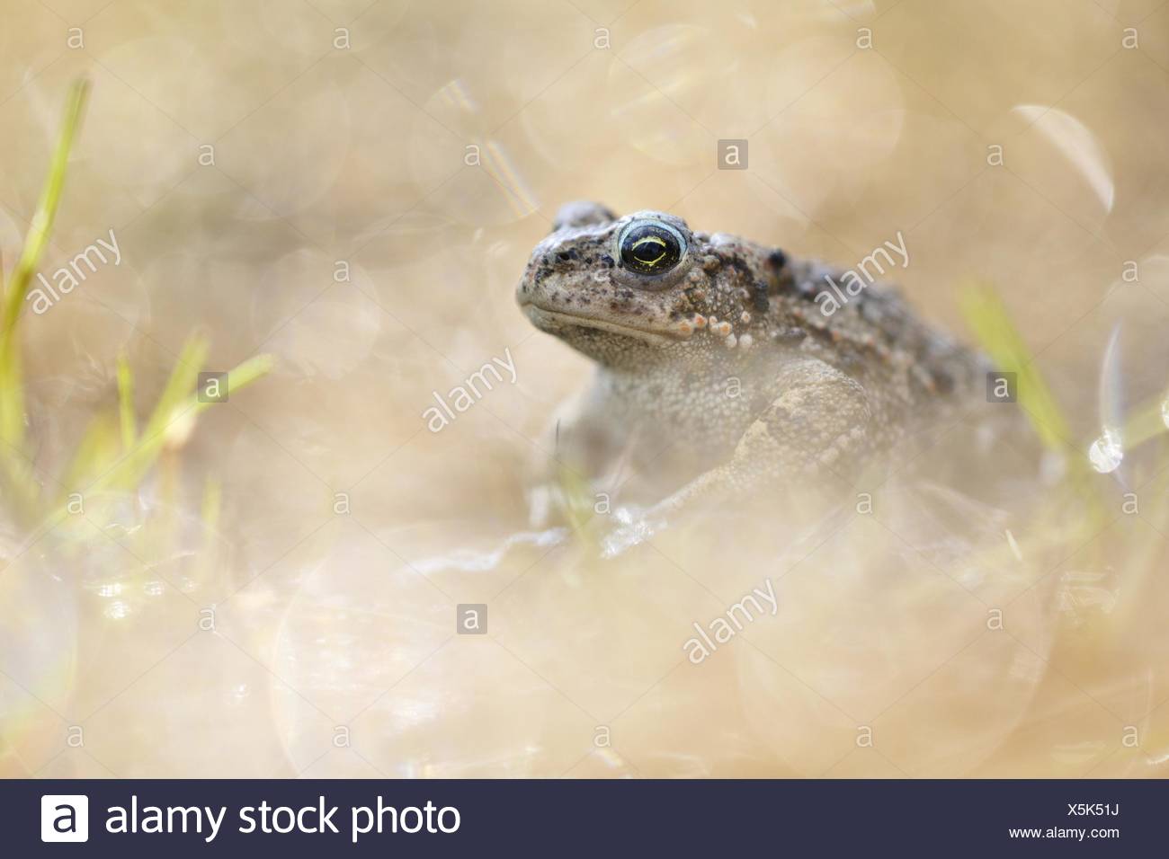 Natterjack High Resolution Stock Photography and Images - Alamy