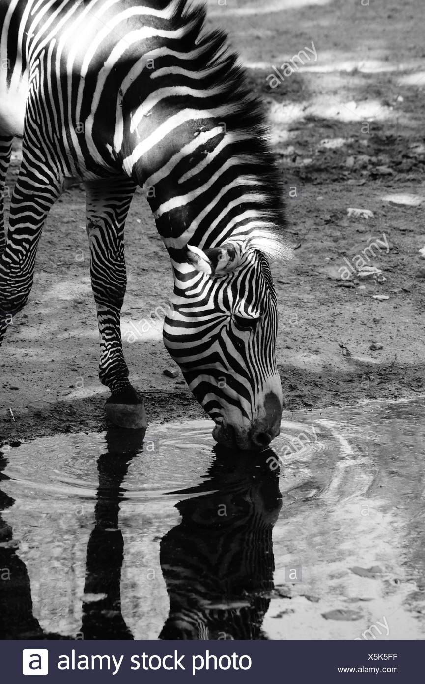 Zebra Drinking Water High Resolution Stock Photography and Images - Alamy