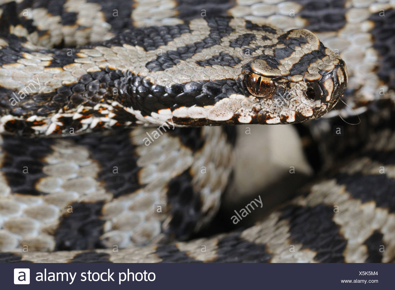 Aspic Viper Vipera Aspis High Resolution Stock Photography and Images ...