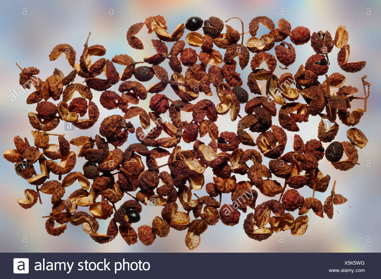 Zanthoxylum High Resolution Stock Photography and Images - Alamy