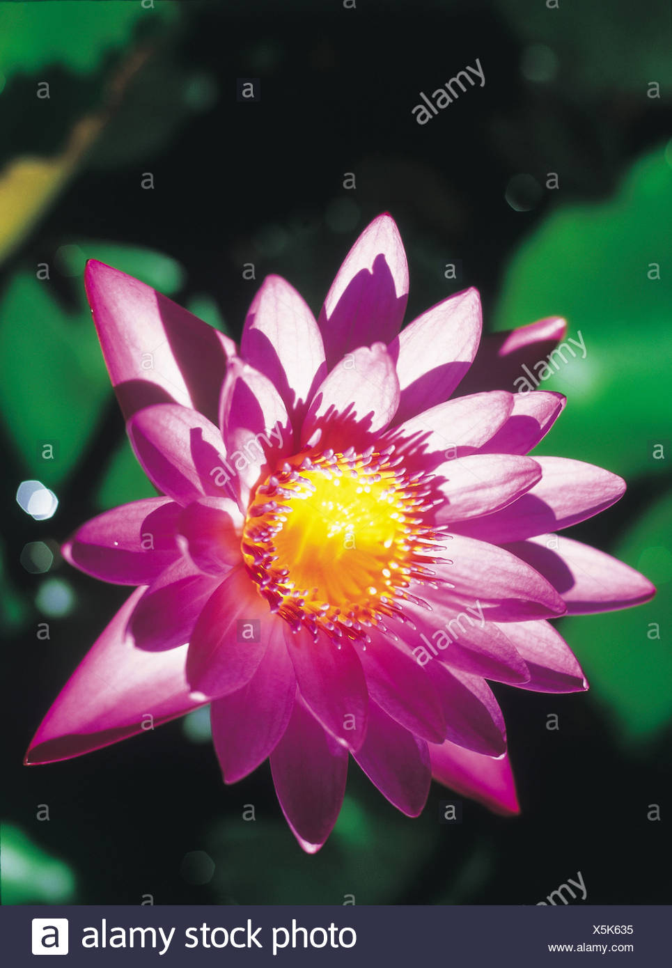 Lotus Flower High Resolution Stock Photography and Images - Alamy