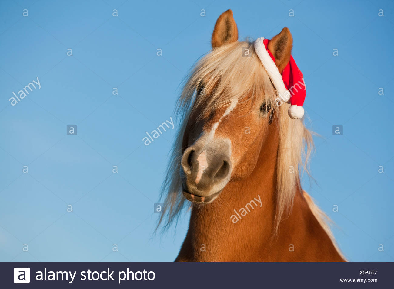Funny Haflinger Horses Horse High Resolution Stock Photography and ...