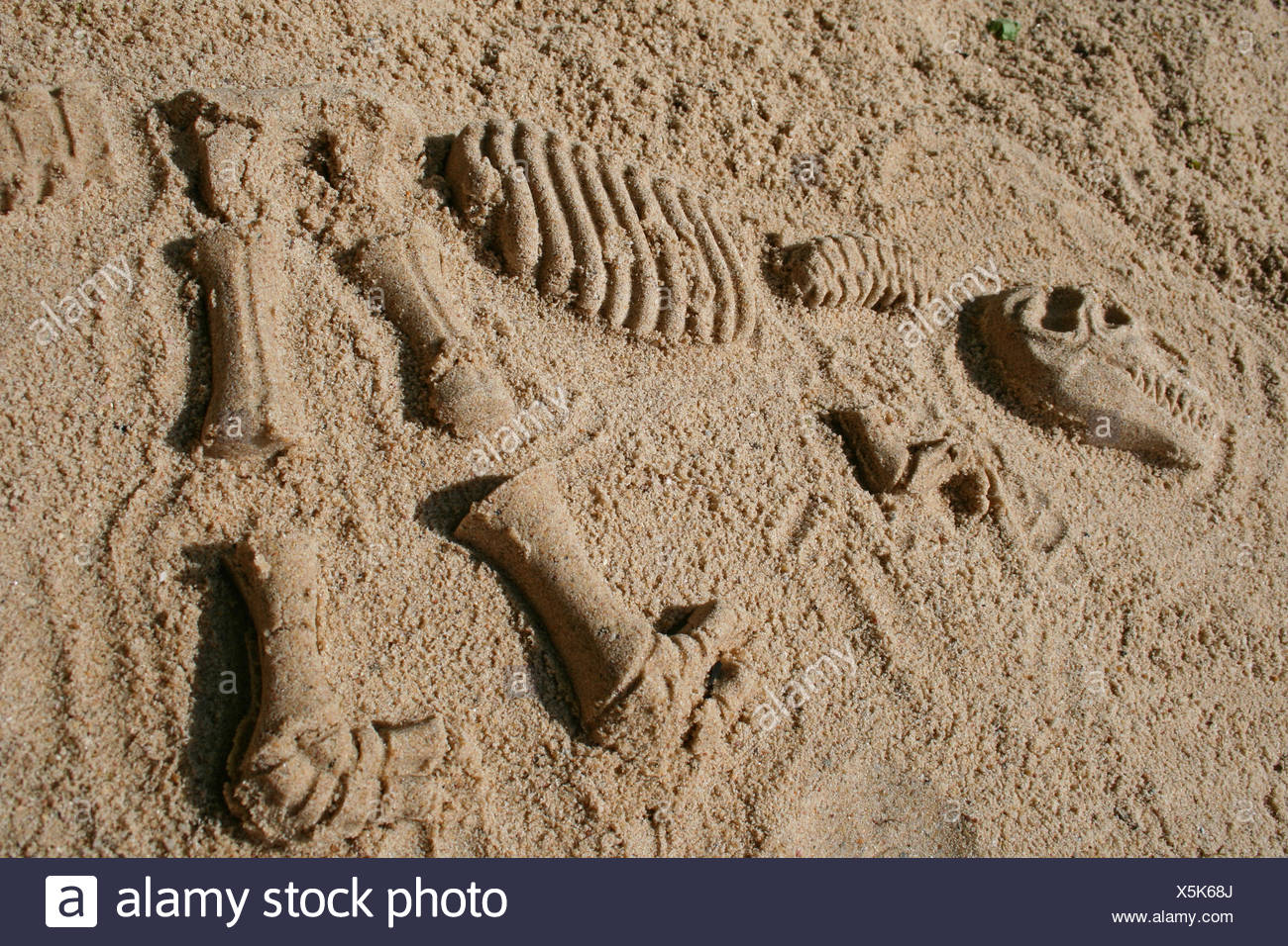 Tyrannosaurus Rex Fossil Excavation High Resolution Stock Photography ...