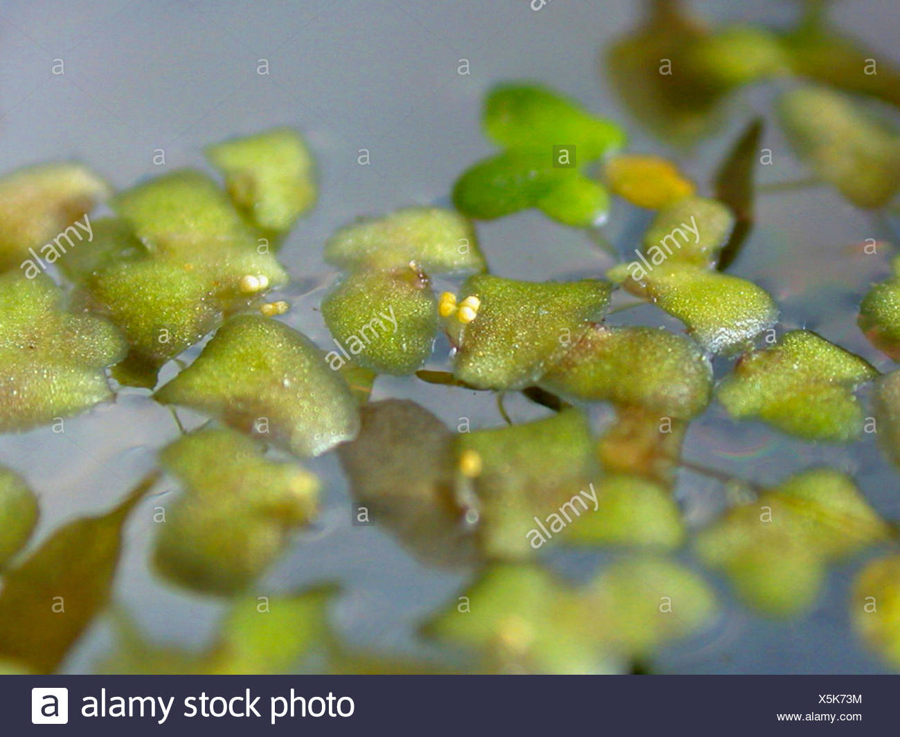 Duckweed Flower Stock Photos & Duckweed Flower Stock Images - Alamy
