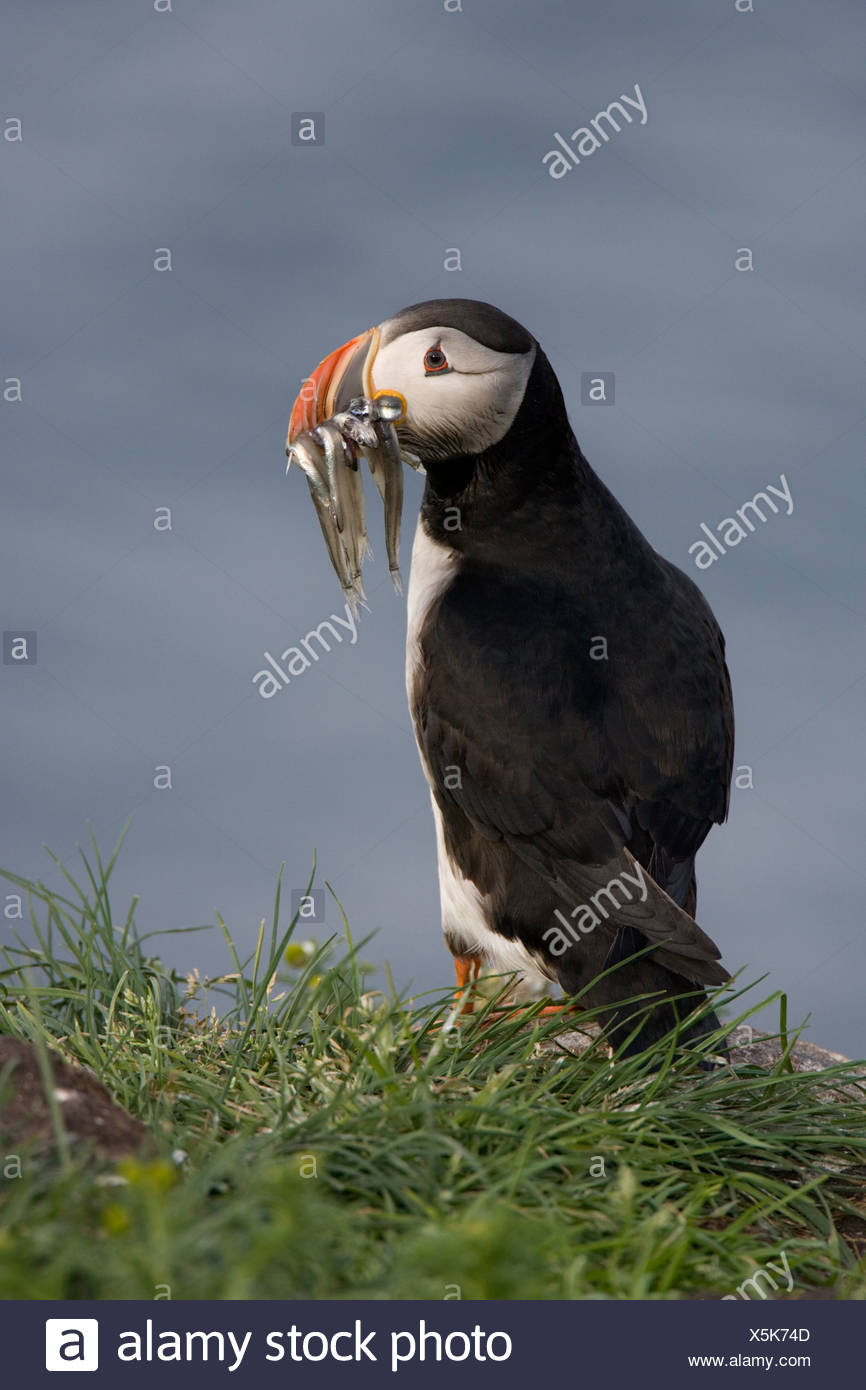 Fish Eating Bird Of Prey Stock Photos & Fish Eating Bird Of Prey Stock ...