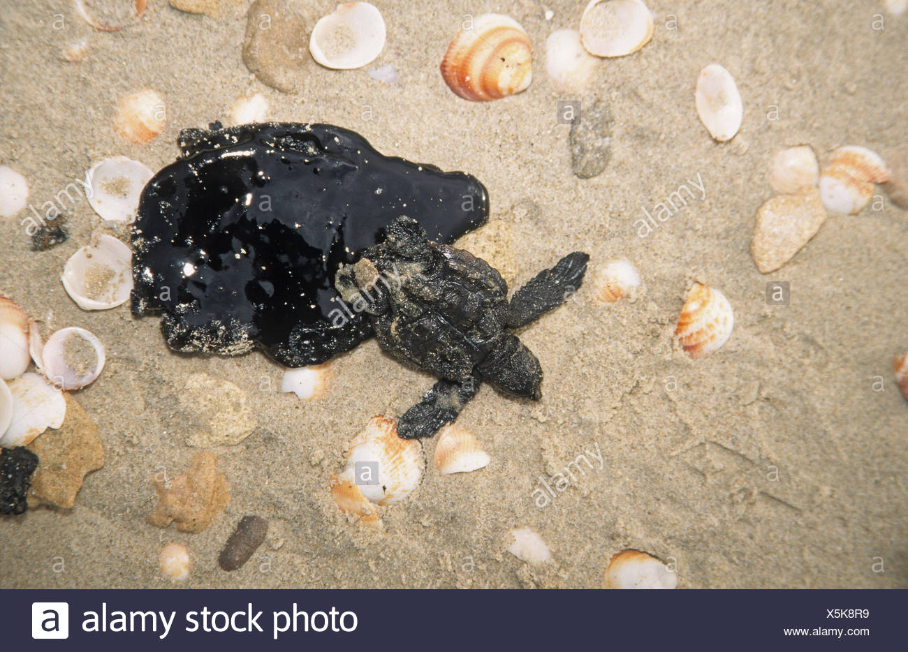 Oil Spill Animal High Resolution Stock Photography and Images - Alamy
