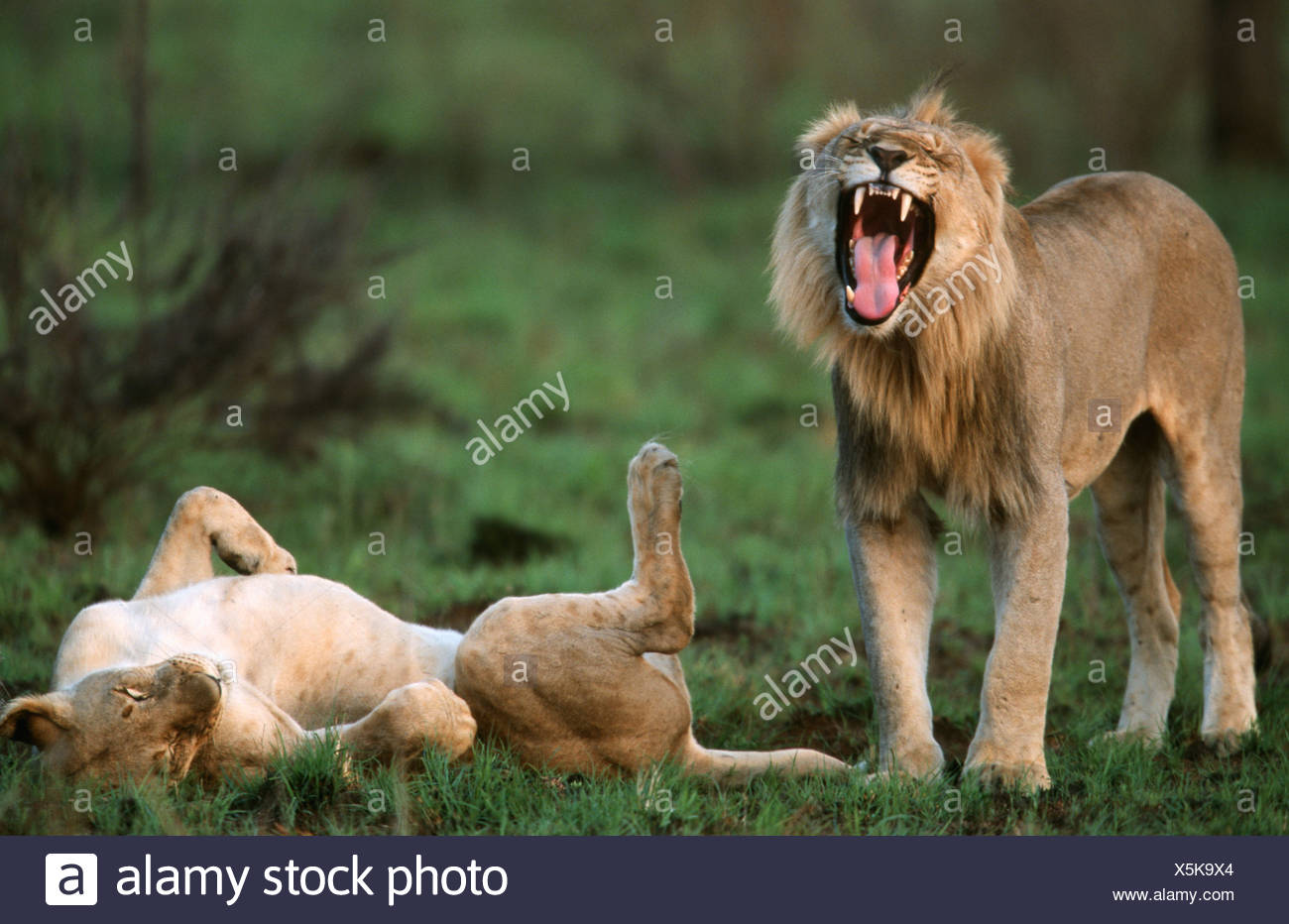 Male Lion Lying On Back High Resolution Stock Photography and Images ...