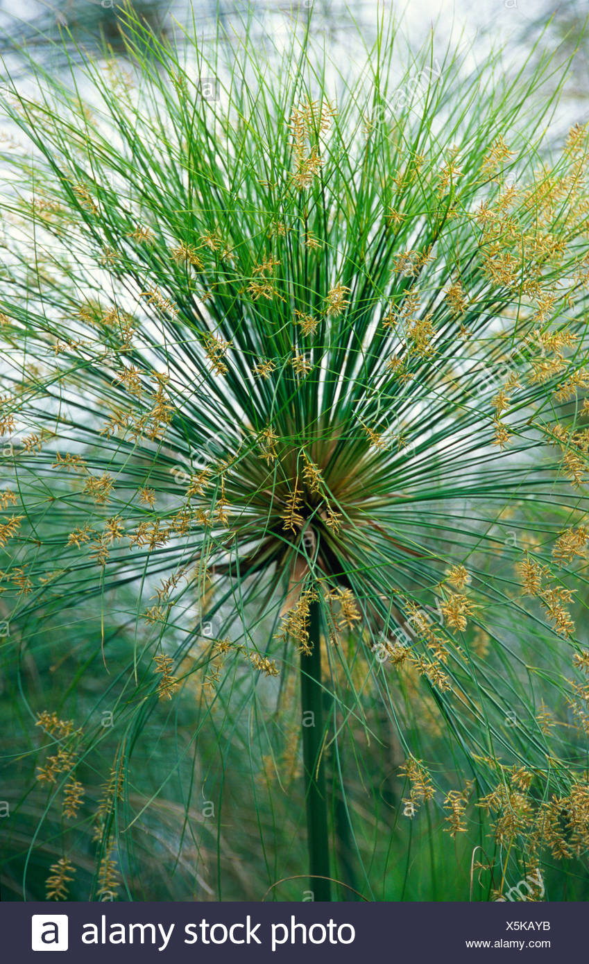 Papyrus High Resolution Stock Photography and Images - Alamy