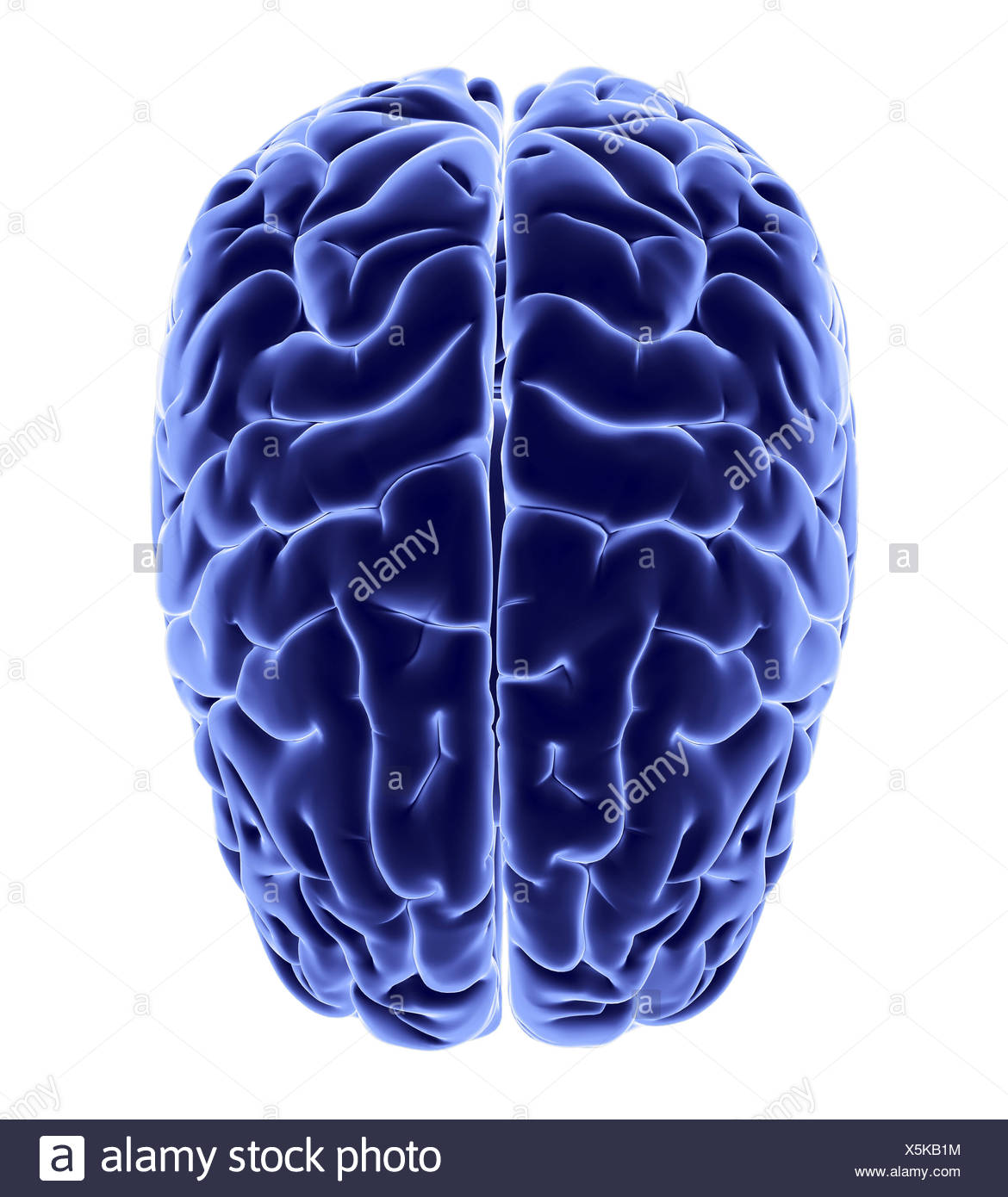 Human Brain Cortex High Resolution Stock Photography and Images - Alamy