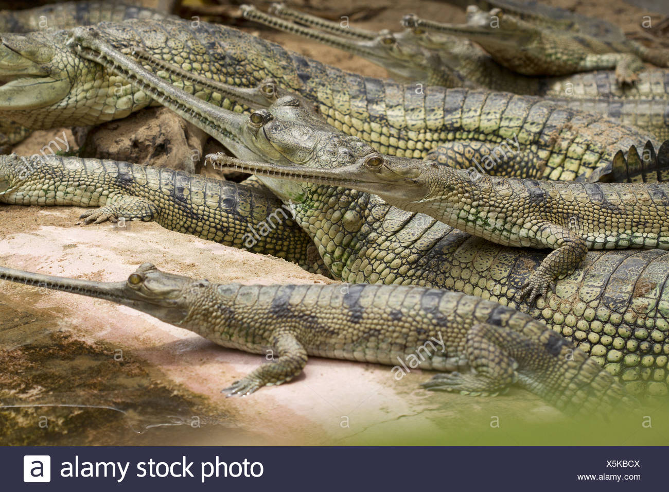 Gharials High Resolution Stock Photography and Images - Alamy