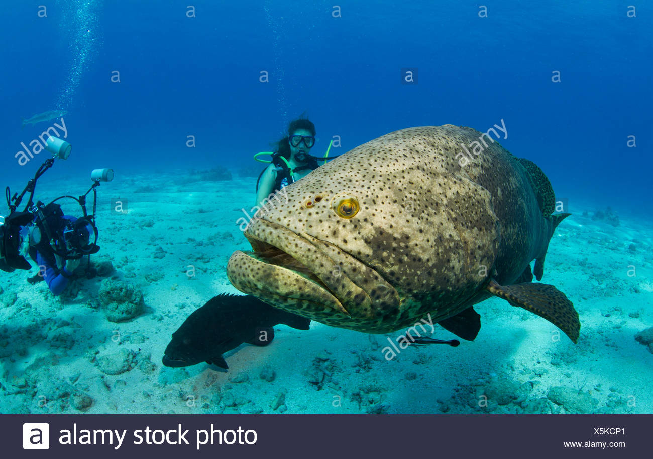 Fish Grouper High Resolution Stock Photography and Images - Alamy