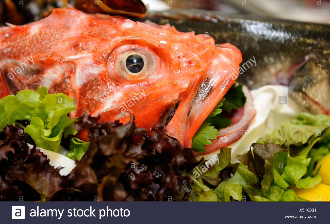 Angler Fish Seafood High Resolution Stock Photography and Images - Alamy