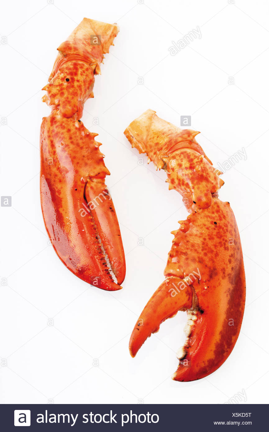 Pincers Claws High Resolution Stock Photography and Images - Alamy