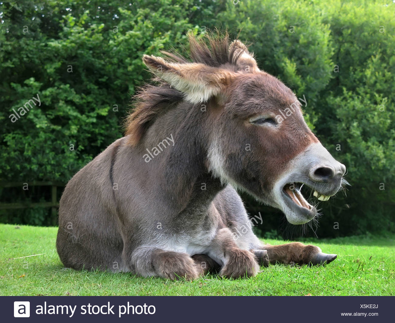 Donkey Mouth Open High Resolution Stock Photography and Images - Alamy