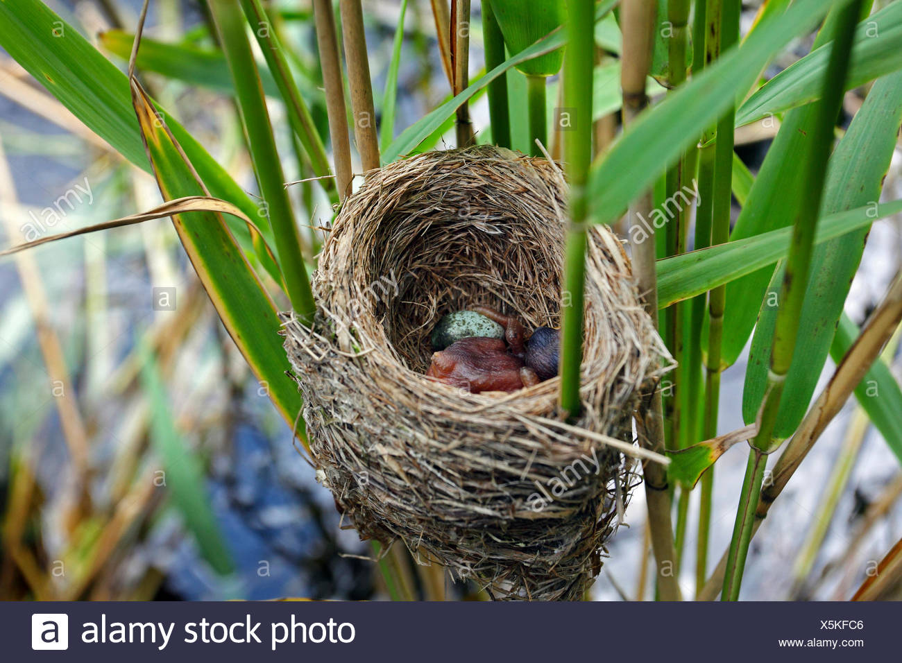 Nest Parasitism High Resolution Stock Photography and Images - Alamy