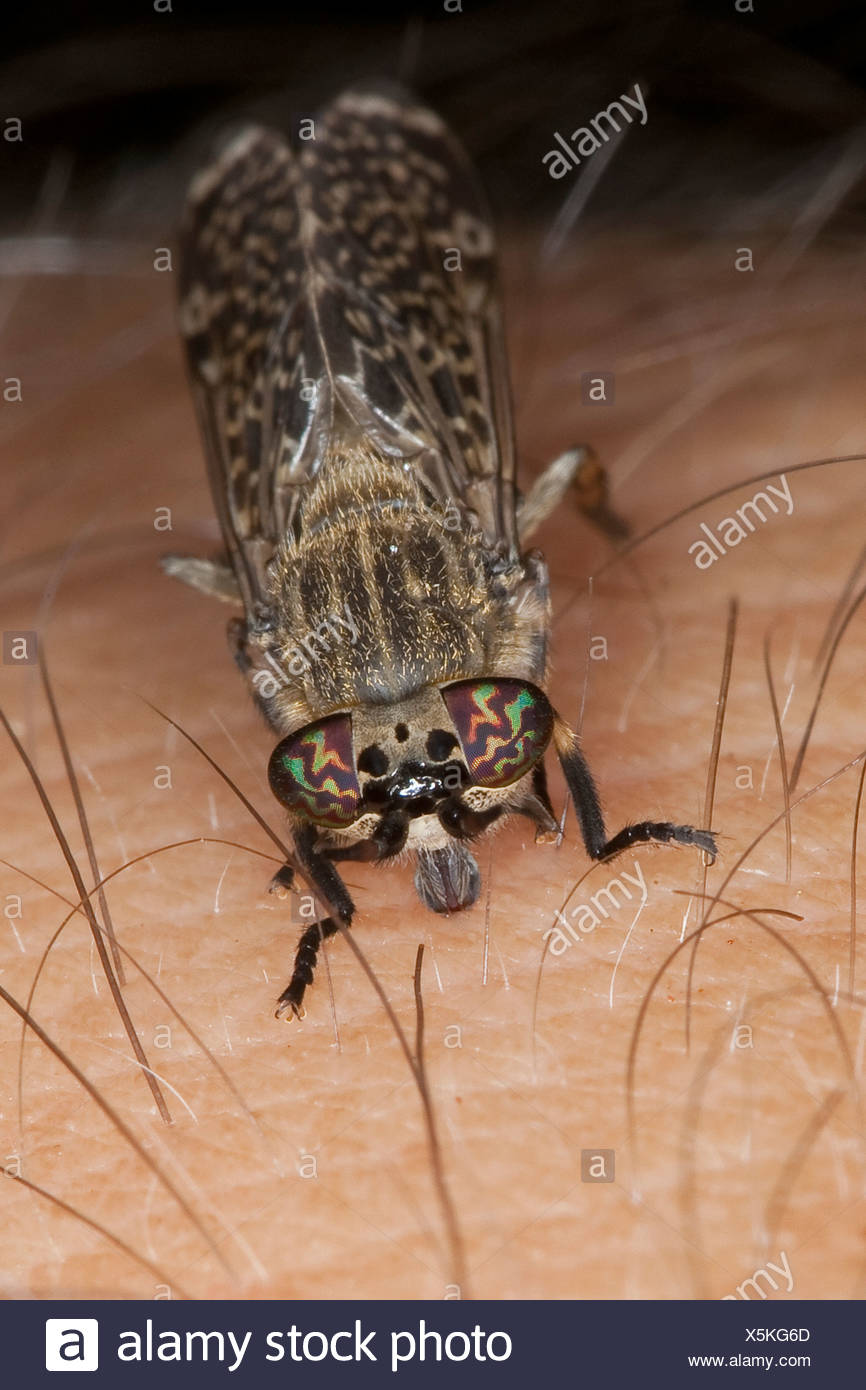 The Human Fly High Resolution Stock Photography and Images - Alamy