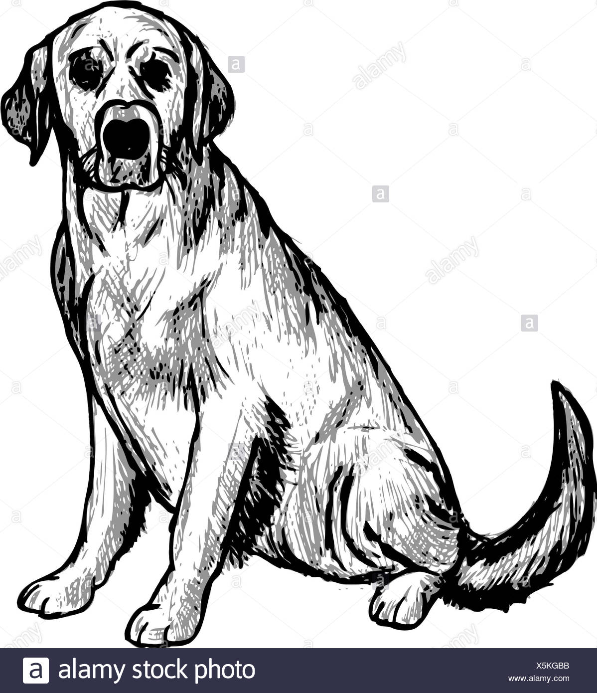 Cartoon Illustration Labrador Retriever Black and White Stock Photos ...