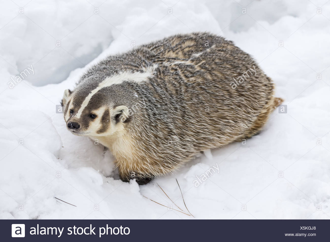 Badger Winter High Resolution Stock Photography and Images - Alamy