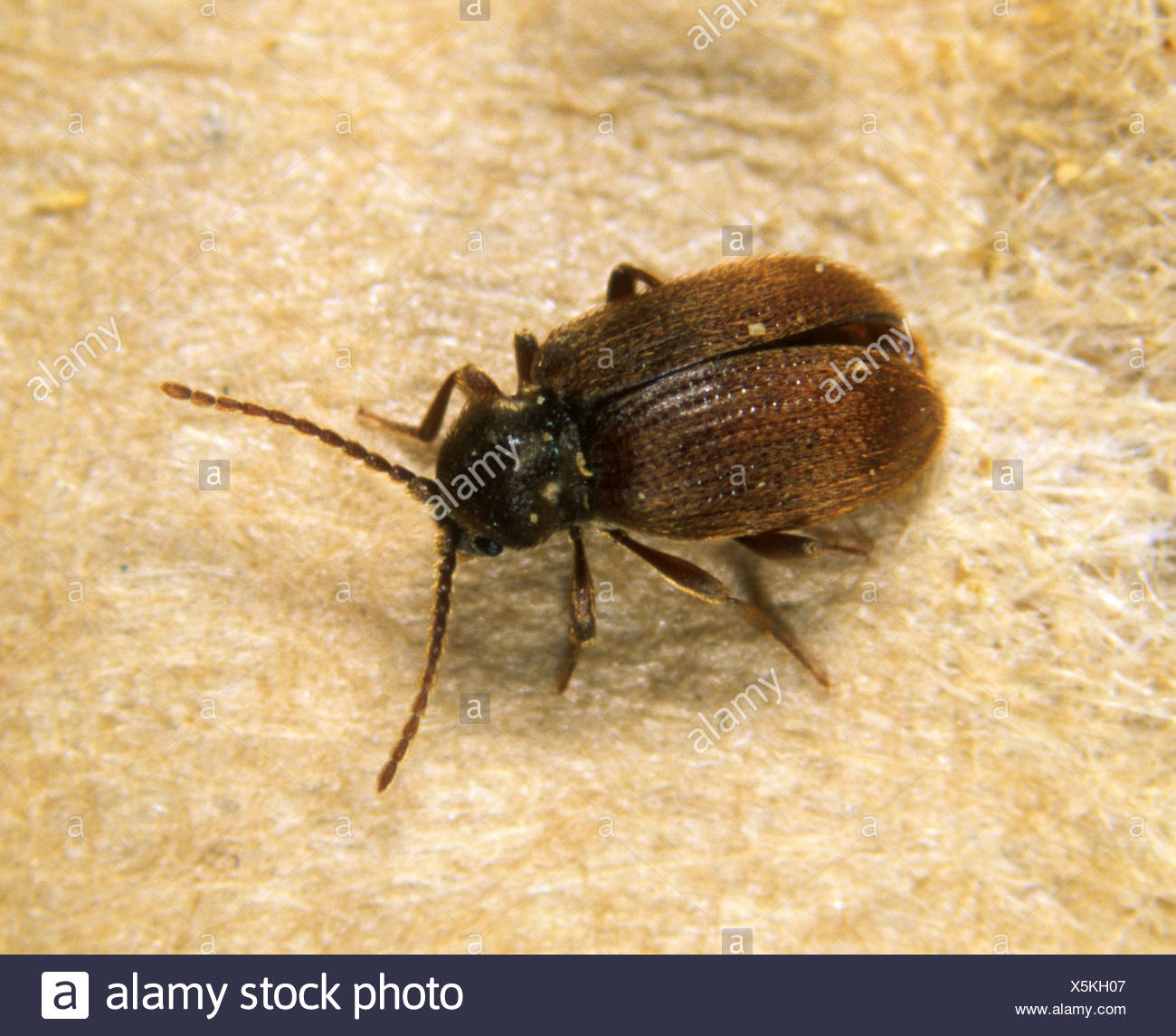 Australian Beetle High Resolution Stock Photography and Images - Alamy