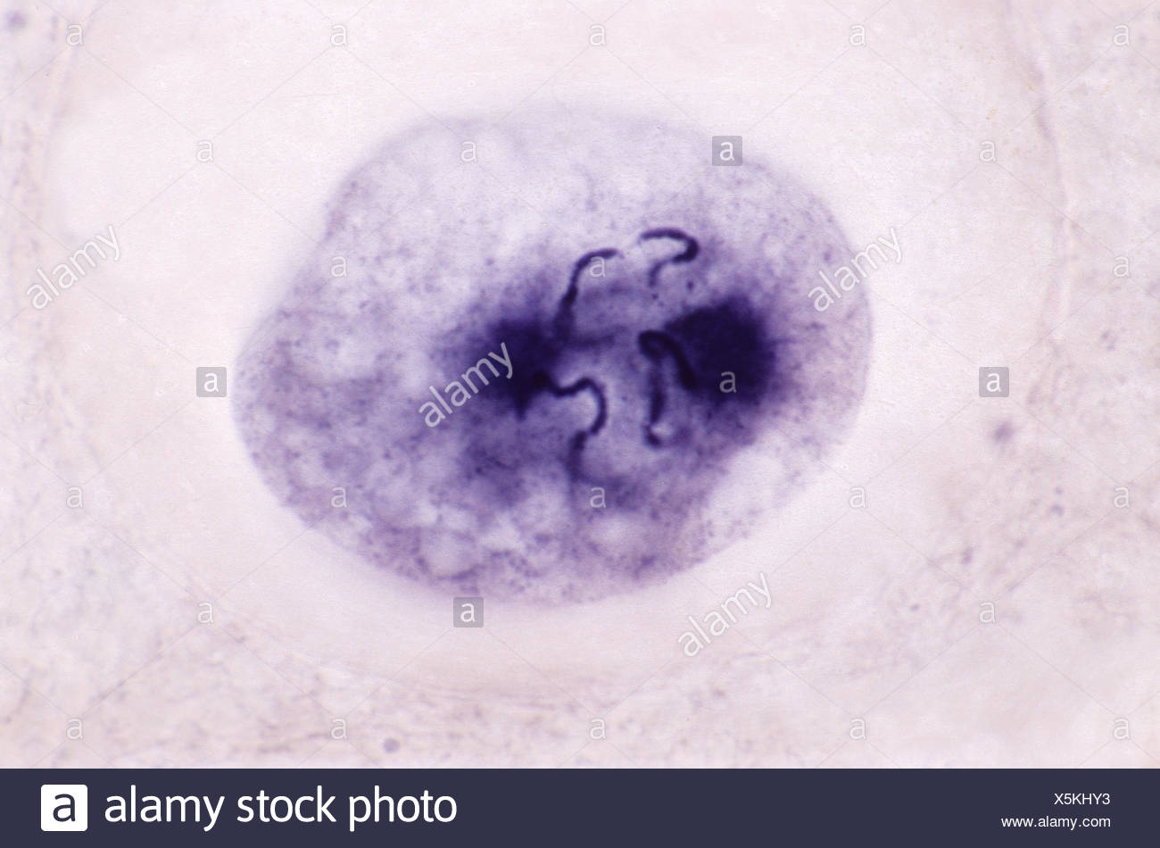 Mitosis Prophase Stock Photos & Mitosis Prophase Stock Images - Alamy