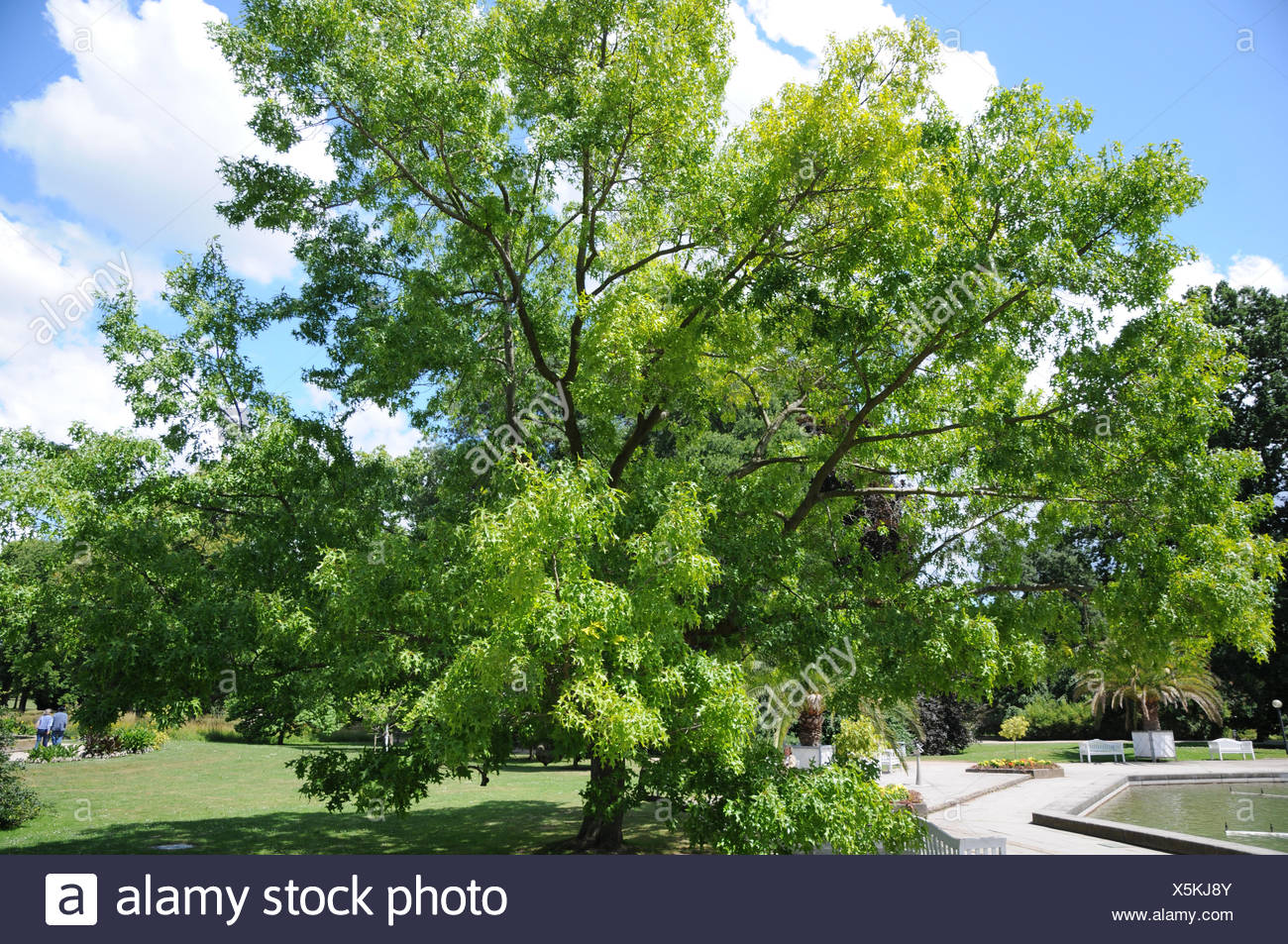 Scarlet Oak Leaves Quercus Coccinea High Resolution Stock Photography ...