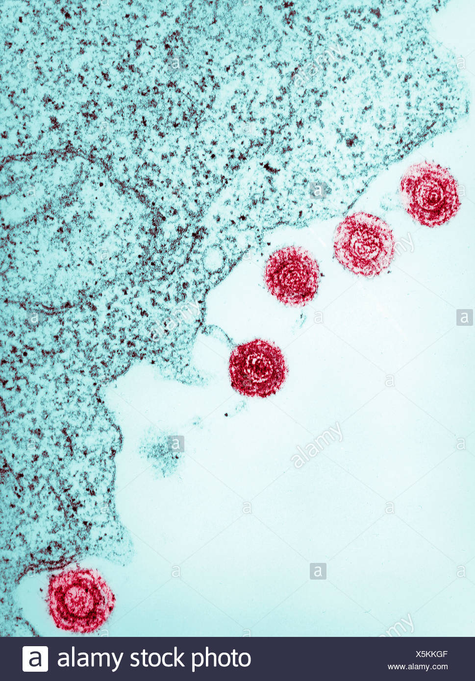 Human Virus Disease High Resolution Stock Photography and Images - Alamy