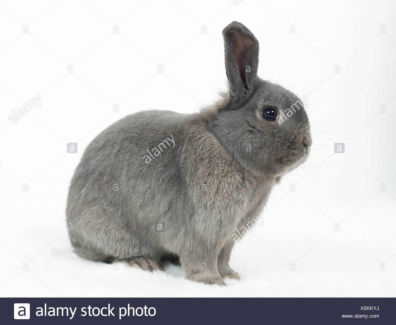 Grey Rabbit High Resolution Stock Photography and Images - Alamy