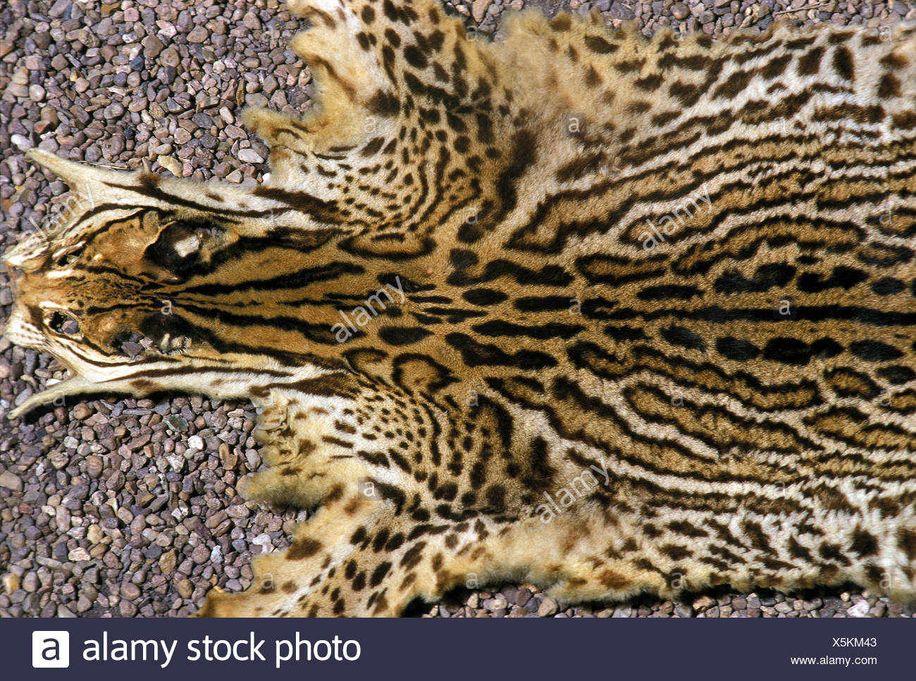 Ocelot Skin High Resolution Stock Photography and Images - Alamy