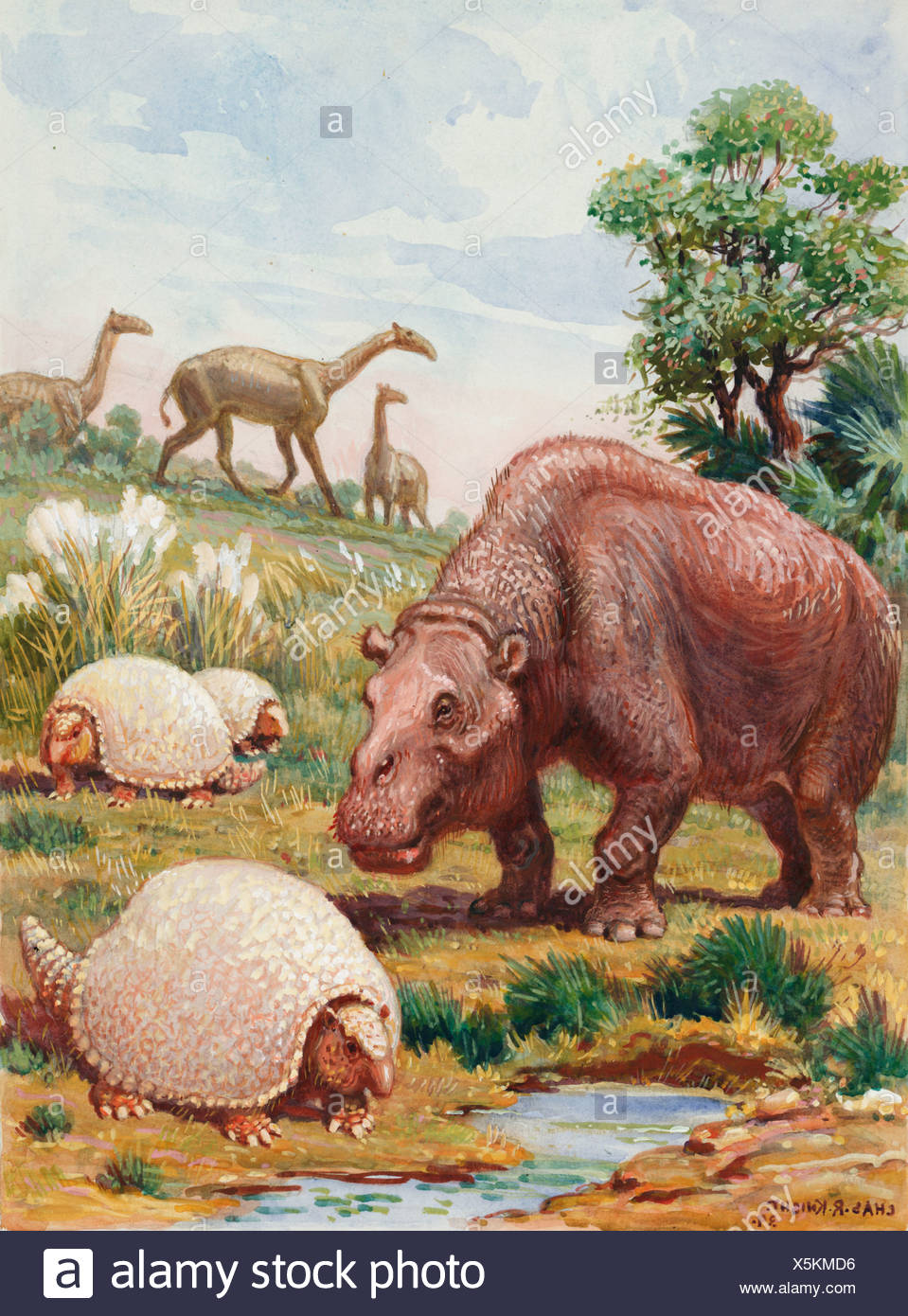 Glyptodon Stock Photos & Glyptodon Stock Images - Alamy