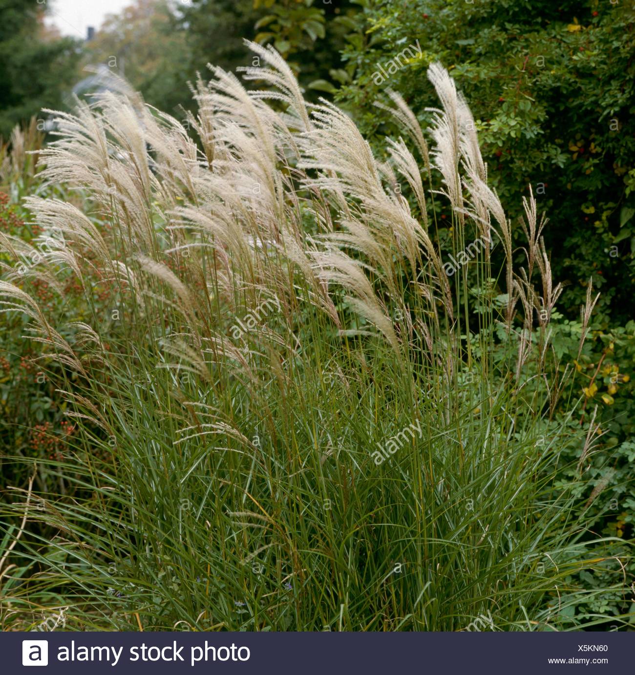 Graziella High Resolution Stock Photography and Images - Alamy