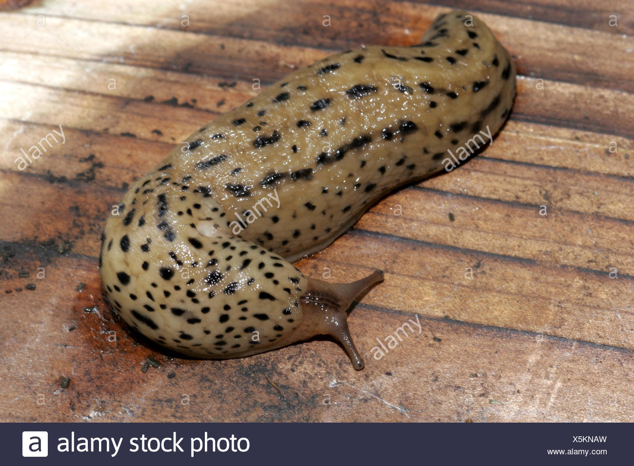 Jackie Wood High Resolution Stock Photography and Images - Alamy