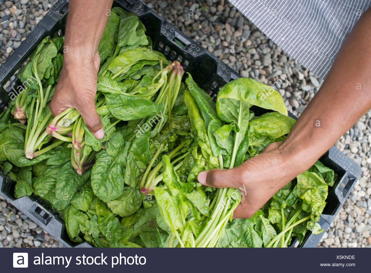 Farming Vegetables Stock Photos & Farming Vegetables Stock Images - Alamy