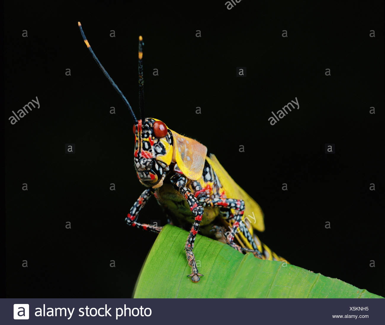 Locust Stock Photos & Locust Stock Images - Alamy