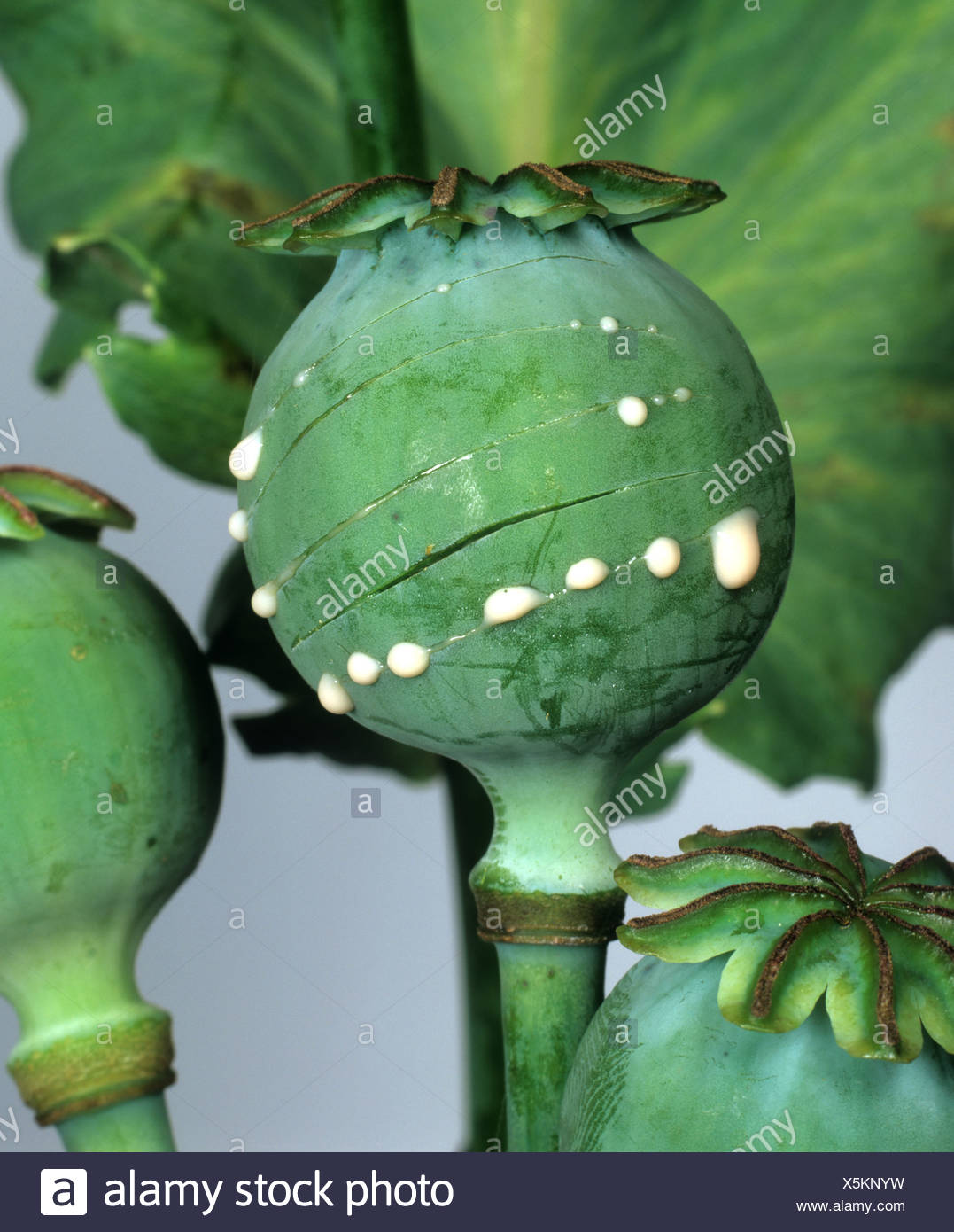 What Plants Have White Sap at Teresa Hutton blog