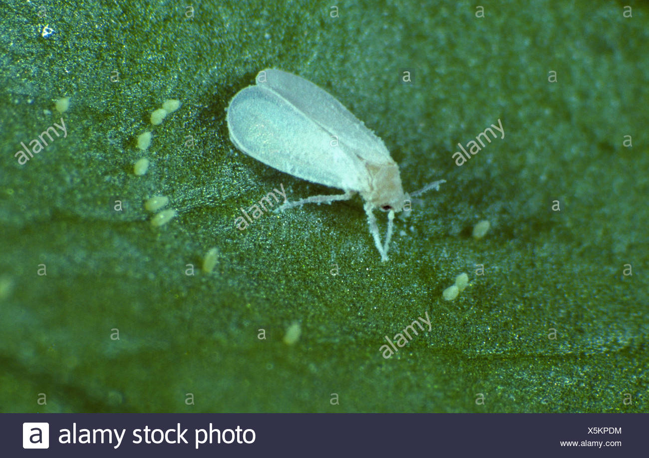 Trialeurodes Vaporariorum On High Resolution Stock Photography and ...