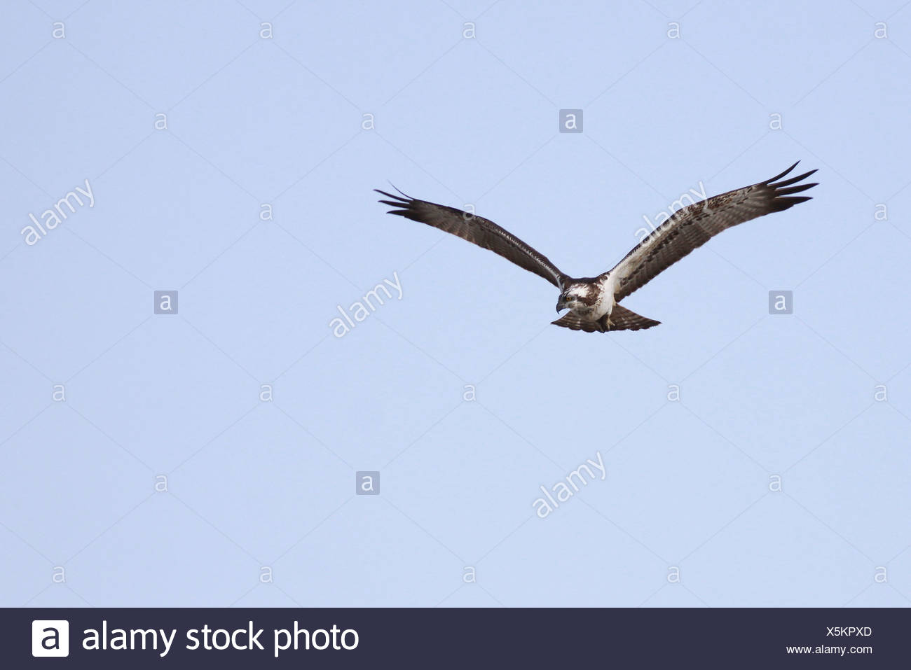 Osprey Wingspan High Resolution Stock Photography and Images - Alamy