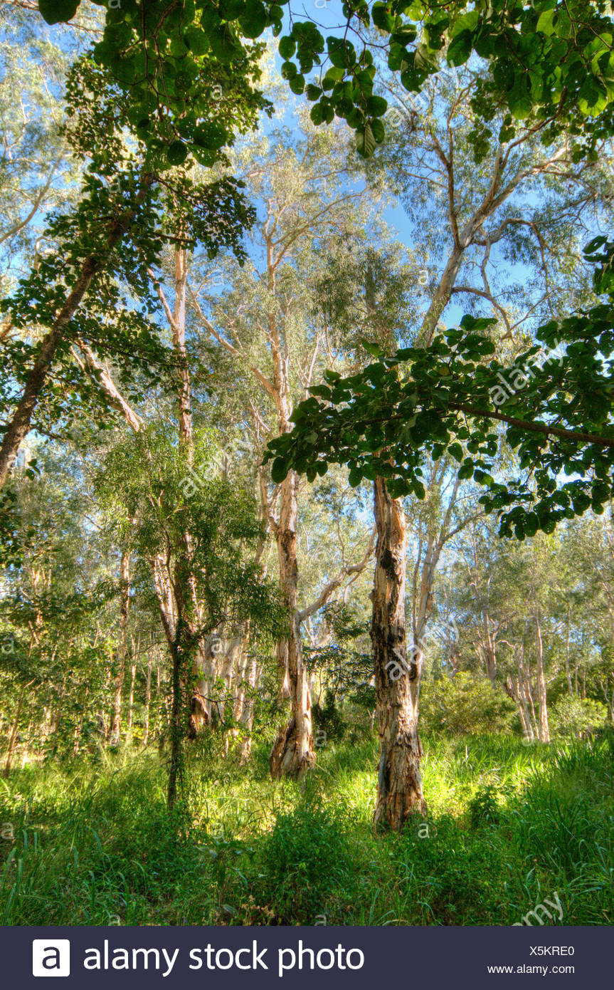 Eucalyptus Eucalyptus Spec High Resolution Stock Photography and Images ...