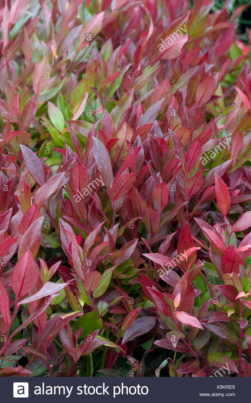 Leucothoe Stock Photos & Leucothoe Stock Images - Alamy