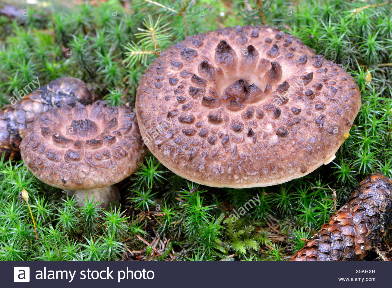 Shingled Hedgehog High Resolution Stock Photography and Images - Alamy