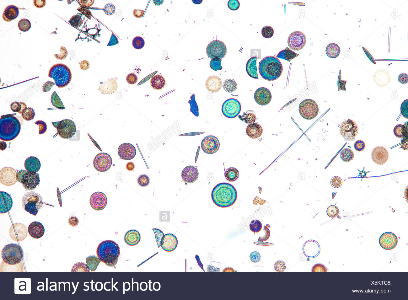 Diatoms Micrograph High Resolution Stock Photography and Images - Alamy
